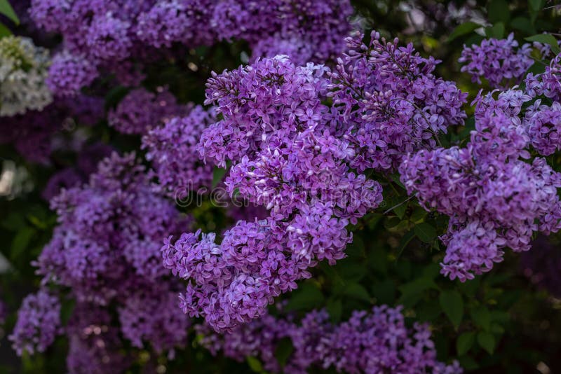 Purple Lilac Flowers at the Blue Sky Background. Beautiful Spring ...