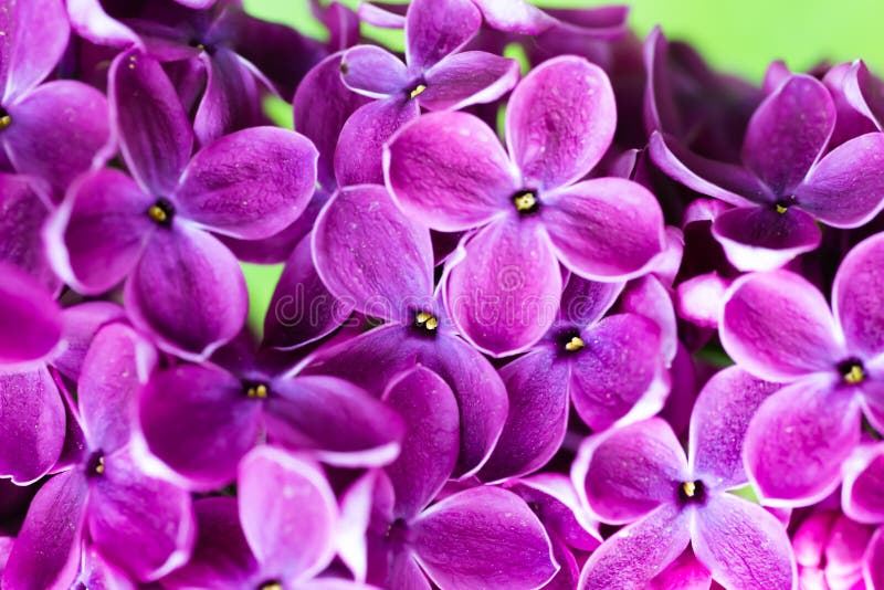 Purple Lilac Flowers Macro Background Stock Image - Image of blooming ...