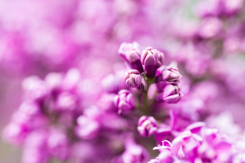 Purple Lilac Flowers Macro Background Stock Photo - Image of color ...
