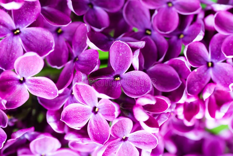 Purple Lilac Flowers Macro Background Stock Photo - Image of wallpaper ...
