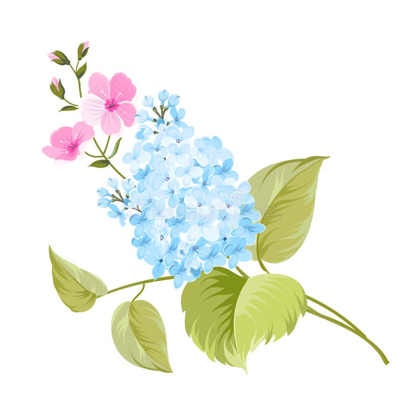 Purple Lilac Flowers of Syringa. Stock Vector - Illustration of pistil ...