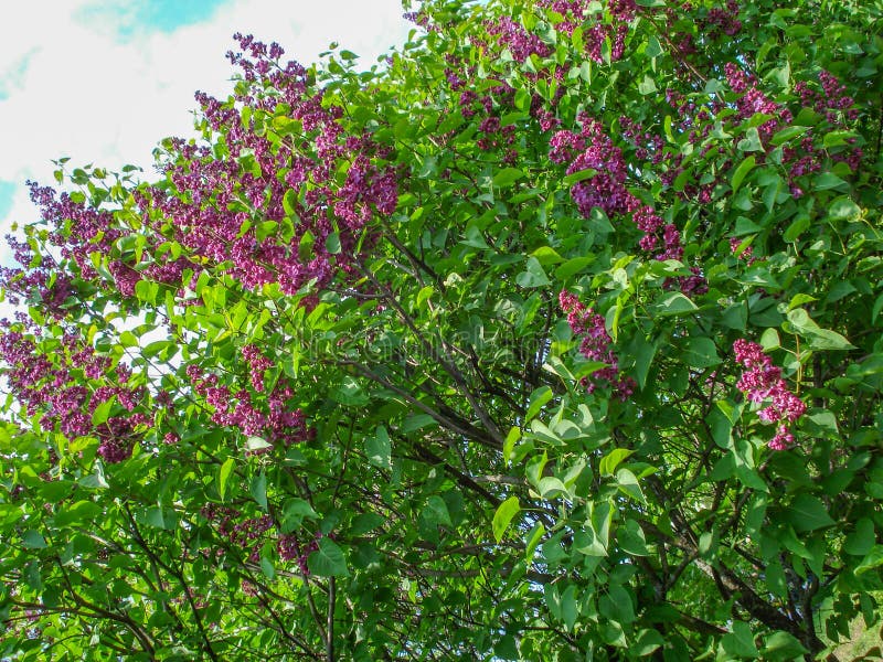 Purple Lilac Flowers on a Tree Bush Stock Photo - Image of blooming ...