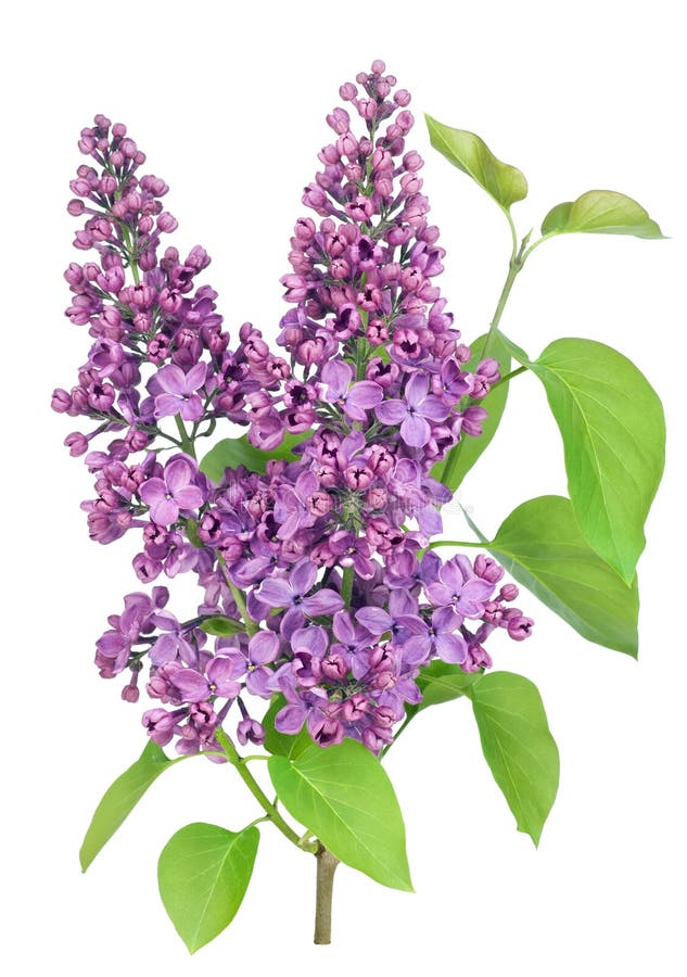 Lilac branch stock photo. Image of green, color, bunch - 23539132