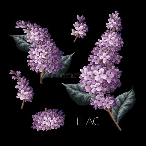 Purple Lilac and Leves Isolated. Vector. Stock Vector - Illustration of ...