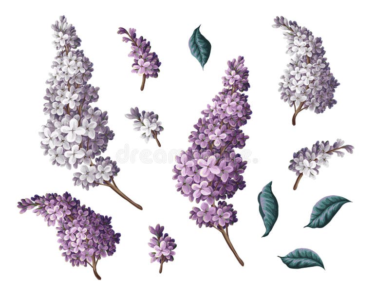 Purple Lilac and Leves Isolated. Vector. Stock Vector - Illustration of ...