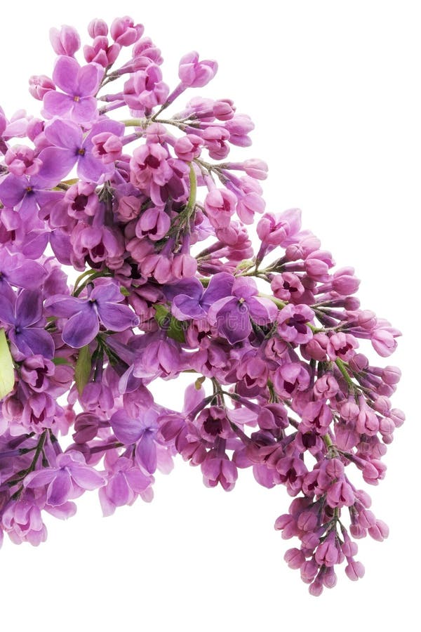 Purple lilac macro stock image. Image of flowering, pink - 19731317