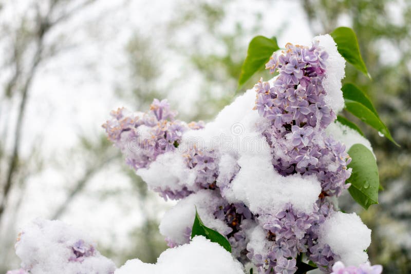 A Purple Lilac with Snow on it Stock Image - Image of tree, flower ...