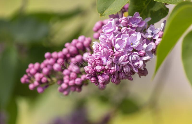Purple Lilac Trees. a Close-up Shot of a Lilac Branch Stock Image ...