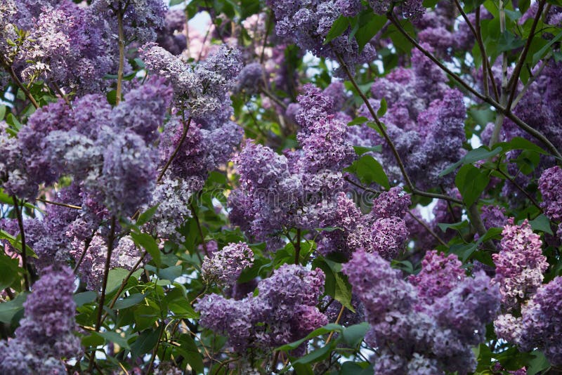 Purple lilacs shrub stock photo. Image of purple, blooming - 61232624