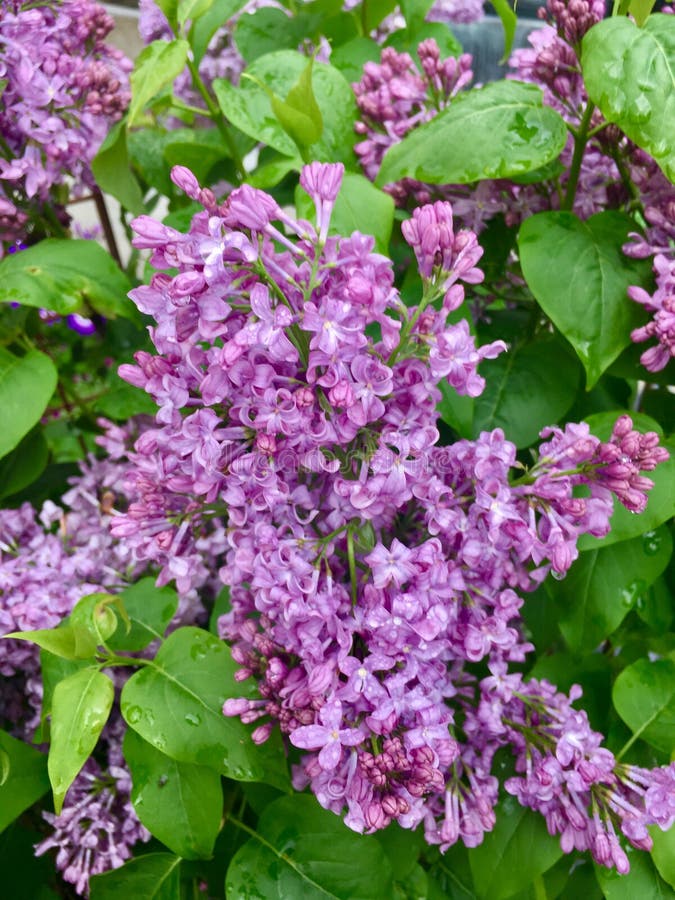 Purple Lilacs stock image. Image of fragrant, purple - 141005059