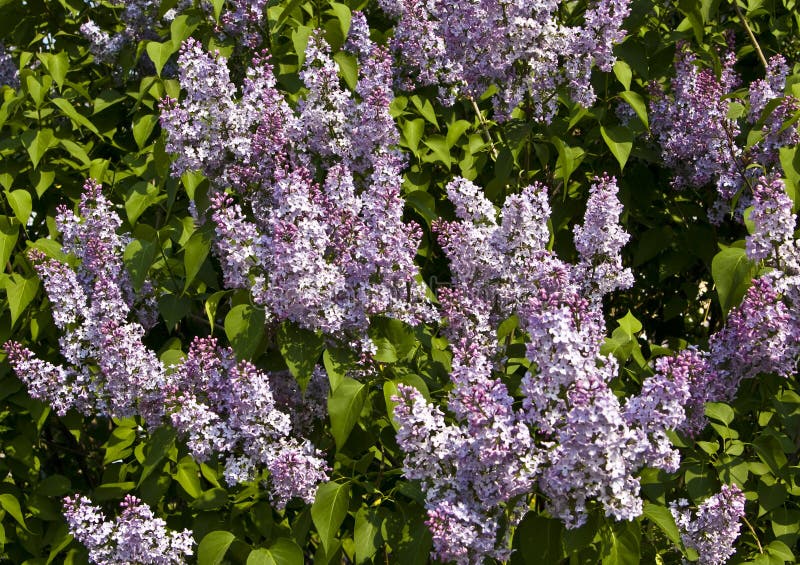 Purple lilas stock photo. Image of blossom, gardening - 18257582