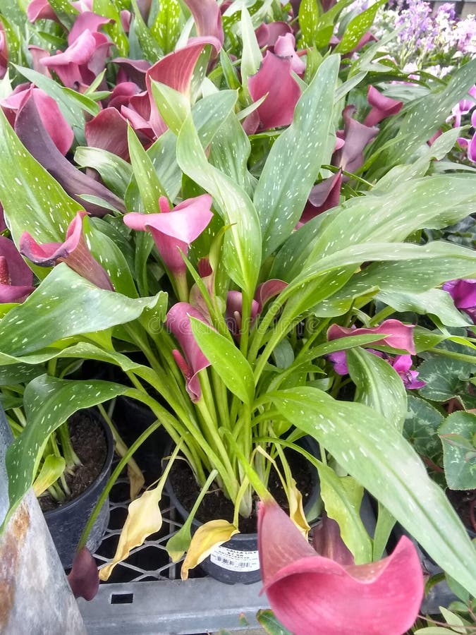 Purple Lilies Floral Flower Display Stock Photo - Image of lilies ...