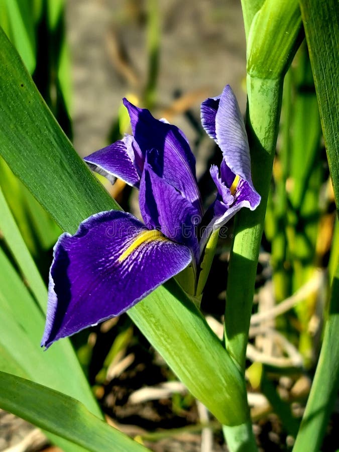Purple lilly plant stock photo. Image of wildflower - 213462006