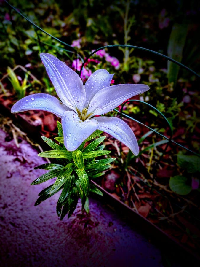 Purple lilly stock image. Image of shrub, tree, autumn - 221203411