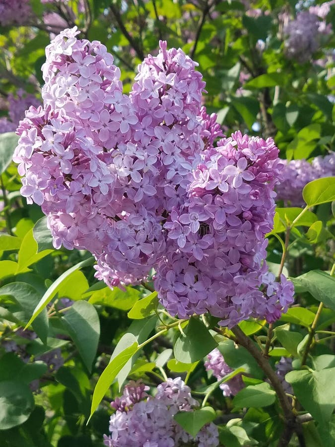 Lilock Tree Stock Photos - Free & Royalty-Free Stock Photos from Dreamstime