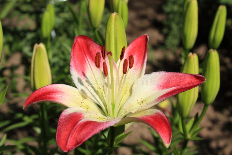 Purple lily stock image. Image of closeup, petal, floral - 15384447
