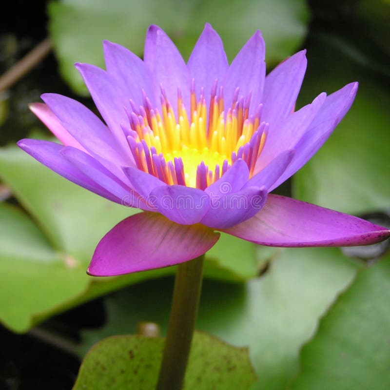 Purple Lily stock photo. Image of floral, horticulturalist - 55498