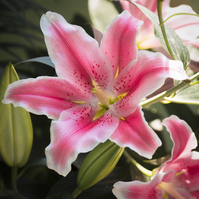 A Purple Lily Flower in Full Bloom Over a Green Background Stock Image ...