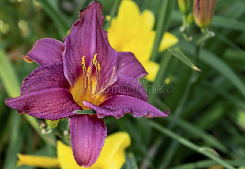 Purple Lily Flowers, Close Up. Flower Spring Background. Stock Image ...