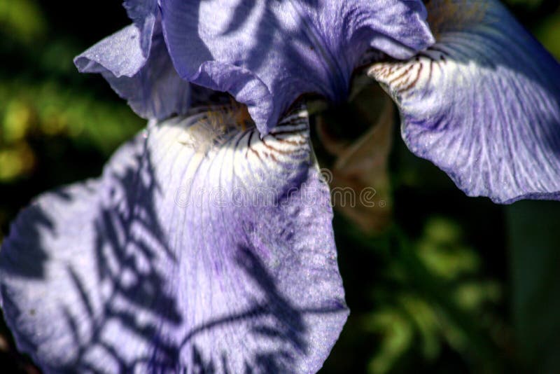 Purple lily stock image. Image of purple, flowers, natural - 73001061