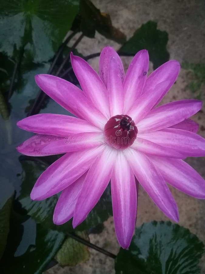 349 Manel Flower Stock Photos - Free & Royalty-Free Stock Photos from ...