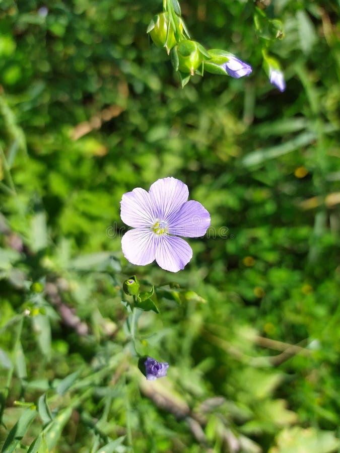 This is Purple Linseed Flower Stock Image - Image of outdoor, purple ...