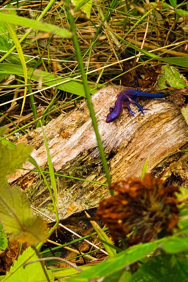 Purple Lizard on a Blue Color Background. Stock Photo - Image of ...