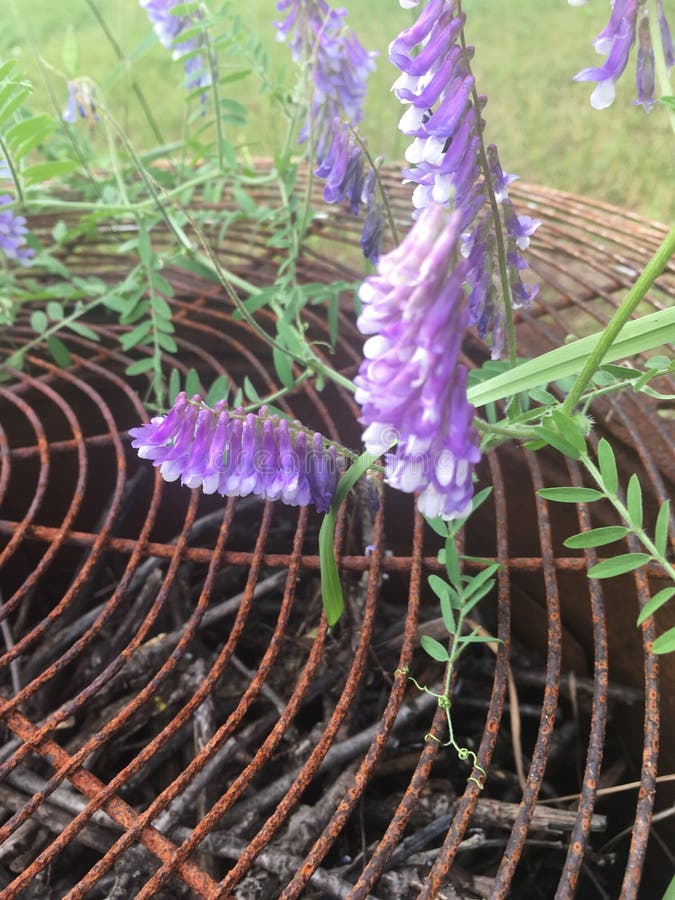 Purple loco weed stock image. Image of purple, grill - 94716303