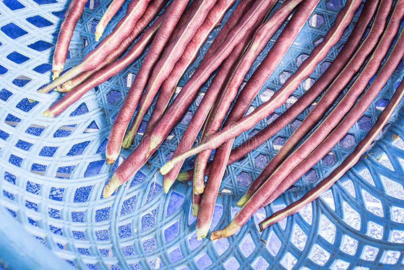 Purple long bean stock image. Image of asparagus, culture - 32522099