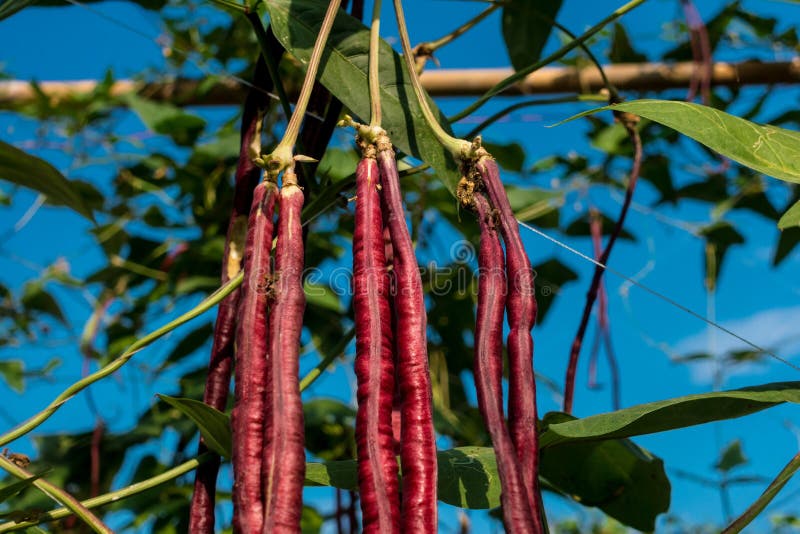 Purple Long Bean stock photo. Image of harvest, nutrition - 106958414