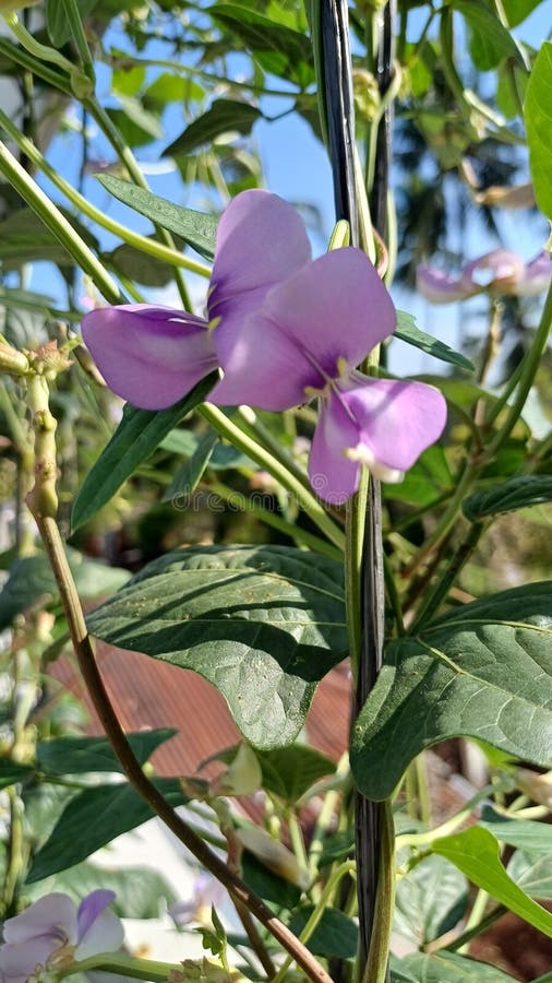 PURPLE LONG BEEN FLOWERS GROW UP Stock Photo - Image of flowers, purple ...