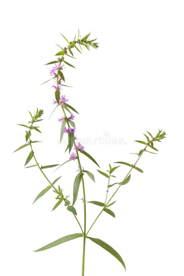 Purple Loosestrife Wildflower Art Nature Abstract Flowers Stock Photo ...