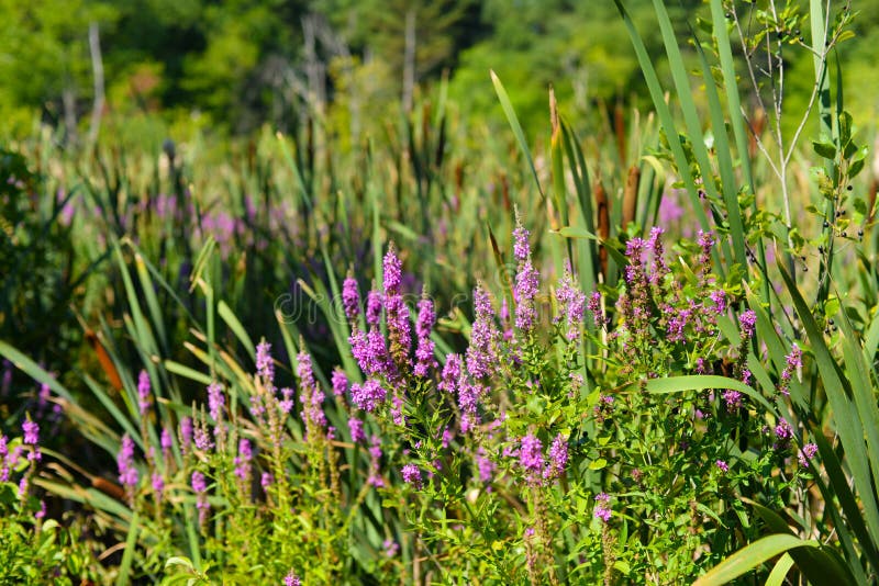 Purple Loosestrife and Grasses Stock Image - Image of purple, salicaria ...
