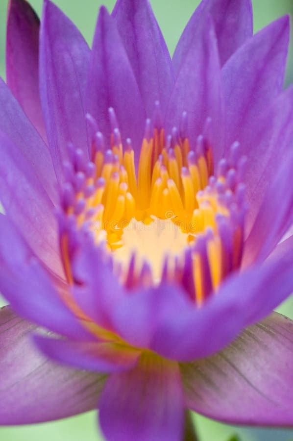 Purple exotic flower stock photo. Image of exotic, macro - 9343218