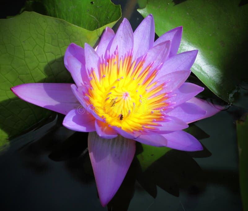 A Purple Lotus in a Lake with Raindrops on Its Petals Stock Photo ...
