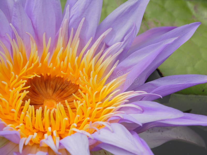 Abstract Background of Purple Lotus. Stock Image - Image of lily ...