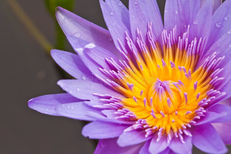 Purple lotus stock photo. Image of flower, botanical - 26600072