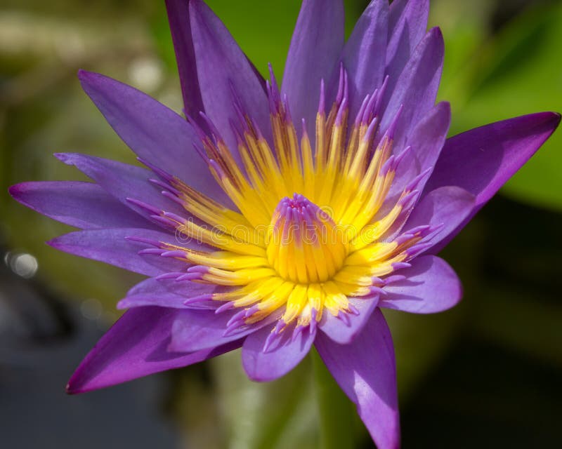 Purple lotus. stock photo. Image of flora, botany, blooming - 29300670