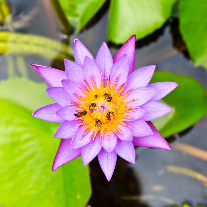 Purple lotus stock photo. Image of pollen, insect, animals - 38171544