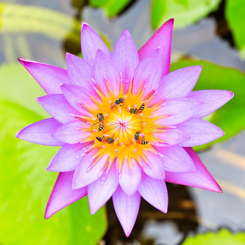 Purple lotus flower stock image. Image of insect, bloom - 38175965