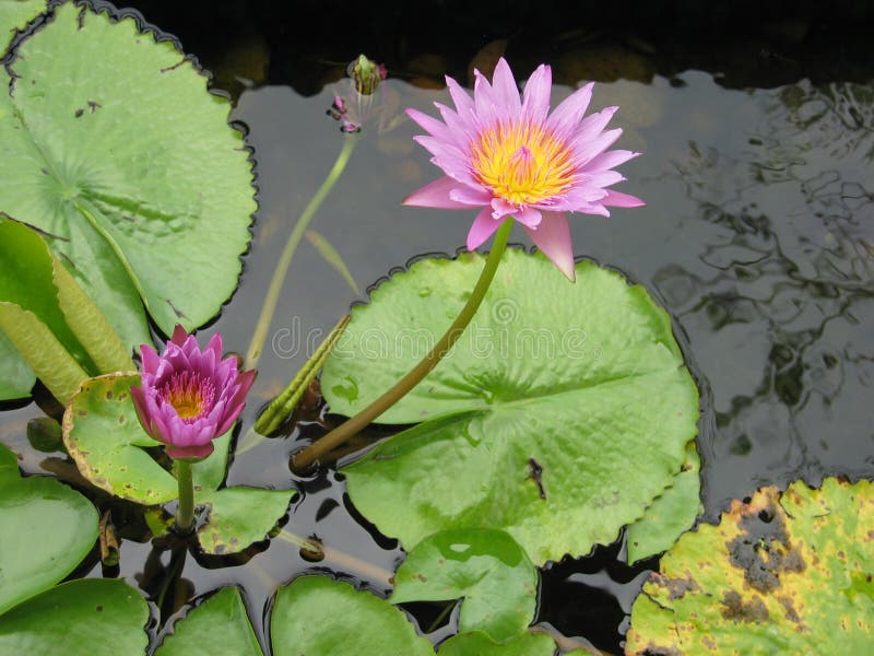 Red Lotus stock image. Image of ancient, lotus, leaves - 1067601