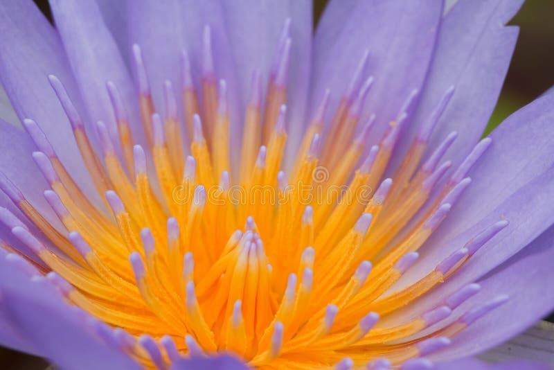Purple lotus. stock image. Image of concepts, nature - 49939627