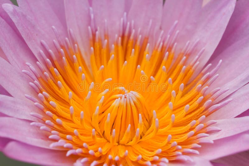 Purple lotus. stock photo. Image of float, individual - 49932478