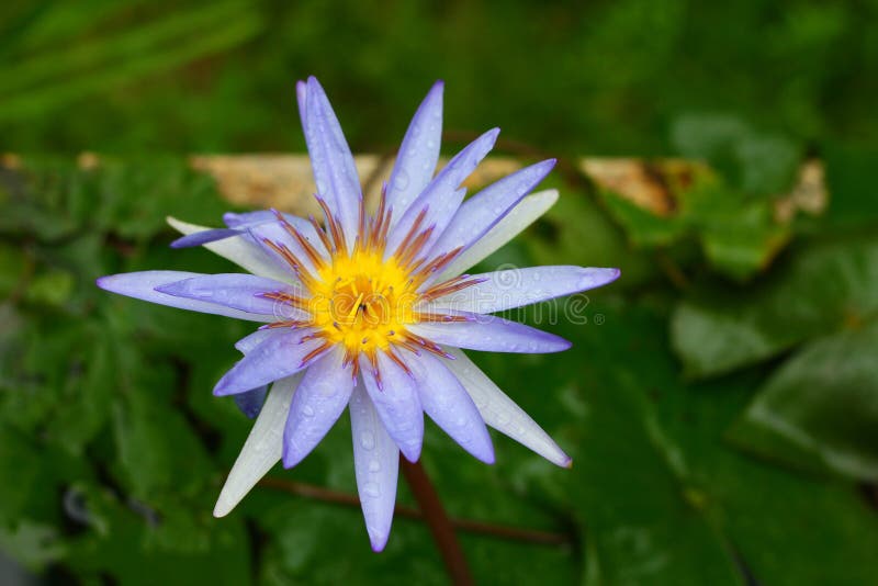 Dok Rak stock photo. Image of thai, thaiflowers, whiteflower - 96960280