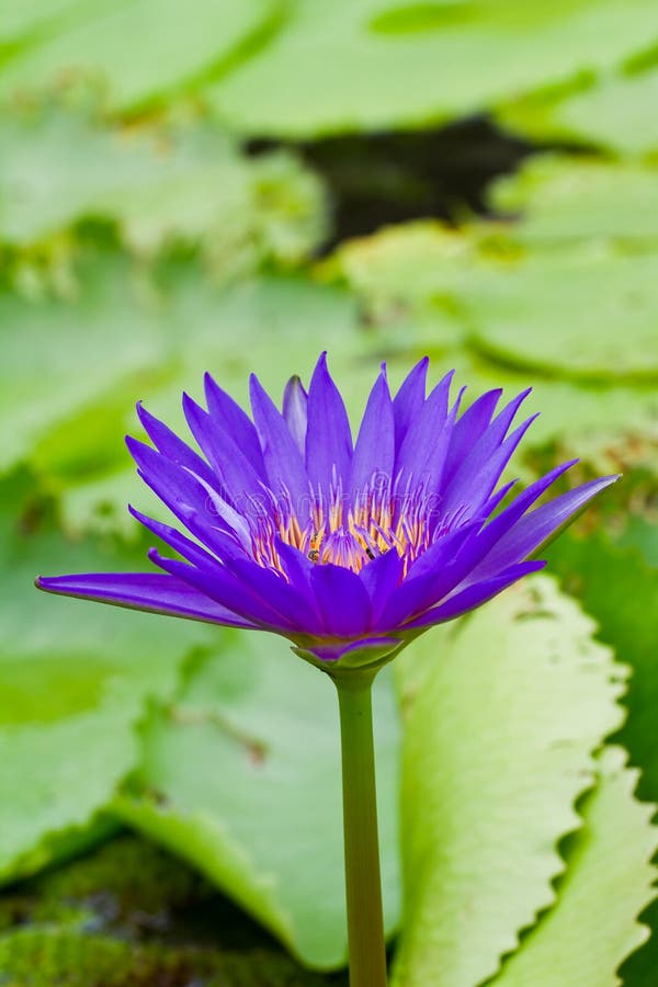 Purple lotus stock image. Image of event, concepts, flower - 39024253