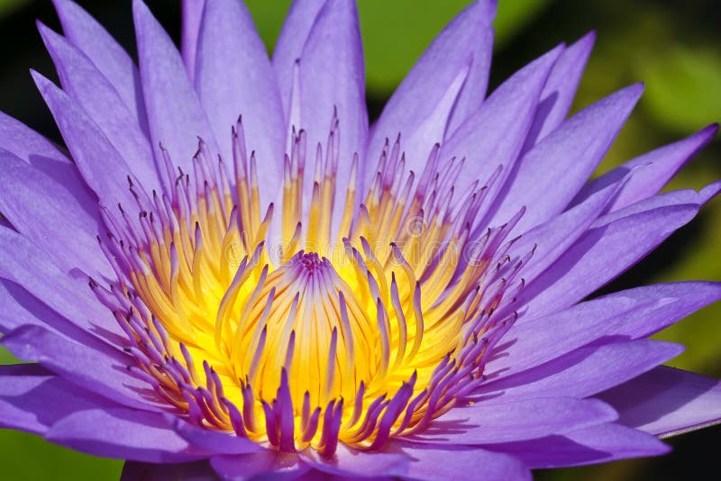 Purple lotus stock photo. Image of botany, close, garden - 39046724