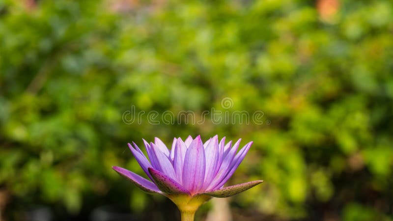 Purple Lotus Blooming stock photo. Image of botany, floral - 78455340