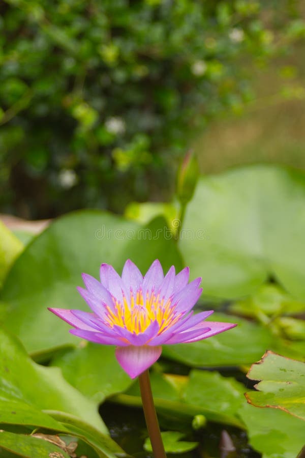 Purple Lotus Flower Beauty in Nature Stock Photo - Image of beauty ...