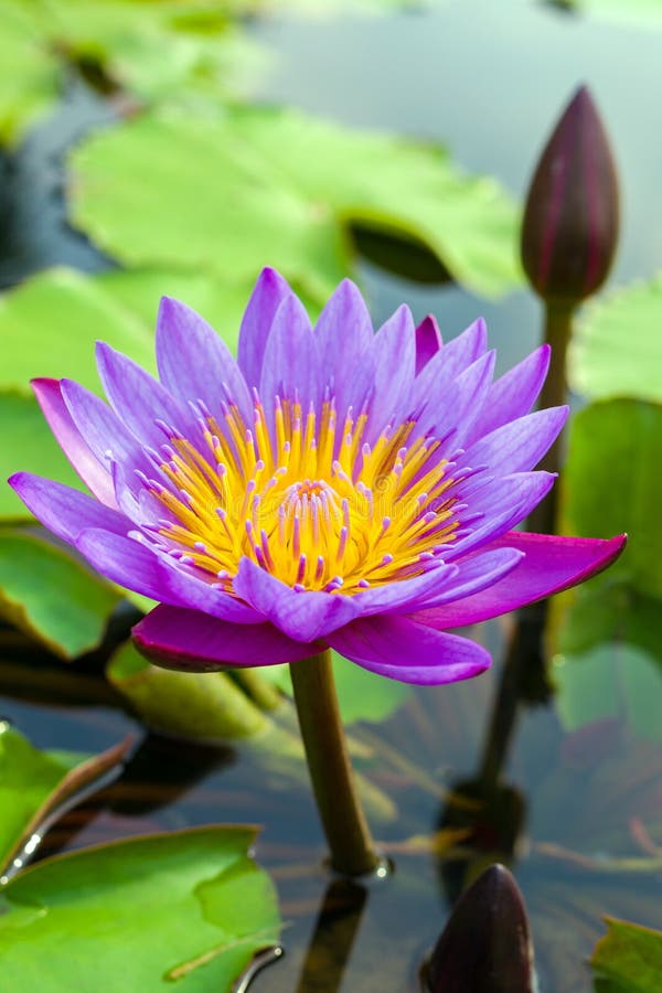Purple lotus stock photo. Image of nature, flora, floral - 65670286