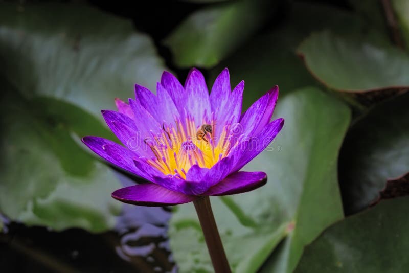 The Purple Lotus Flower.Background Stock Image - Image of beautiful ...